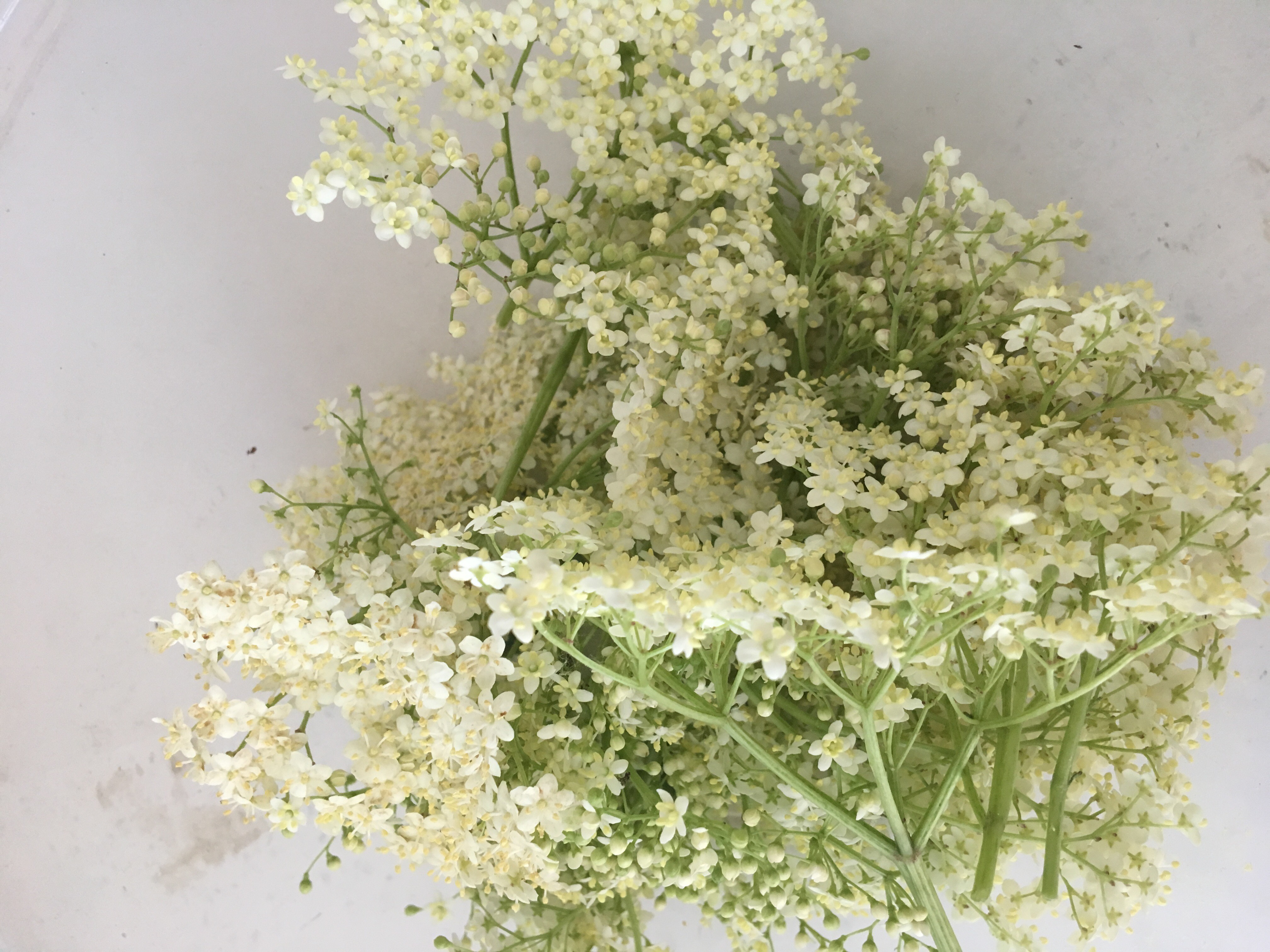 Een blog over vlierbloesem - VeganChallenge