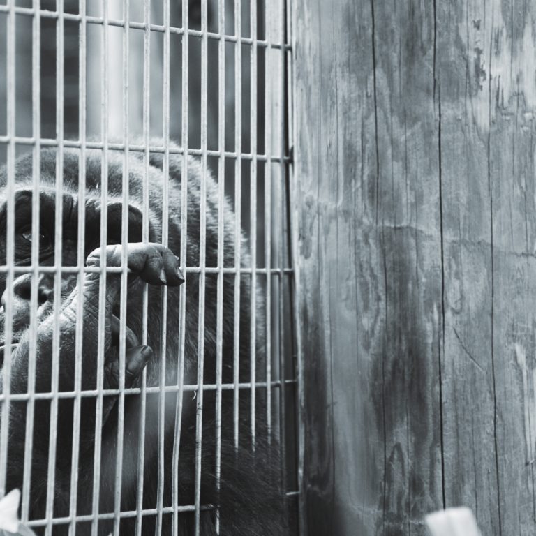 Dierproeven - Waar worden de dieren voor gebruikt? - VeganChallenge